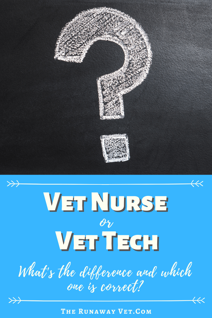 Vet Nurse or Vet Tech? The Ultimate Guide to International Vet Nurse ...
